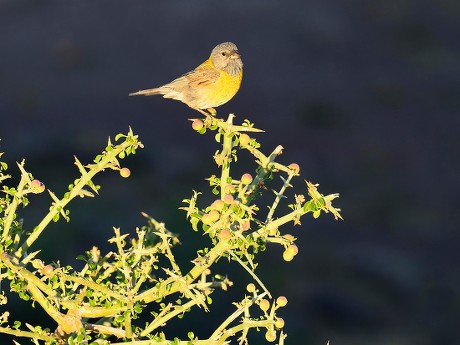 26 Finch tanager Stock Pictures, Editorial Images and Stock Photos ...
