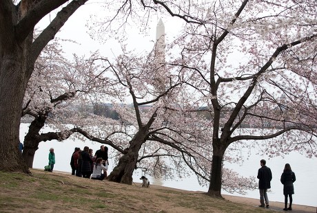 Visitors Tidal Basin Walk Beneath Cherry Editorial Stock Photo - Stock ...