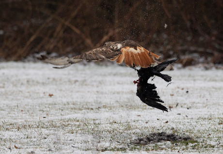 Red Tailed Hawk Buteo Jamaicensis Flies Editorial Stock Photo - Stock ...