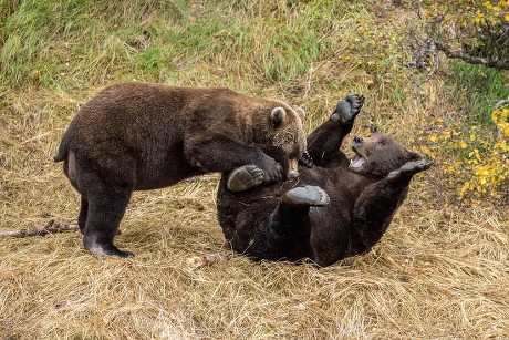 Bear Appears Blow Raspberry On Playmates Editorial Stock Photo - Stock ...