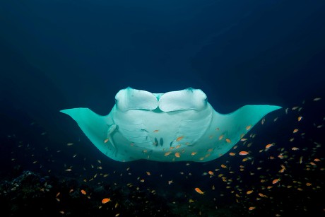 Reef Manta Ray Mobula Alfredi Cleaner Editorial Stock Photo - Stock ...