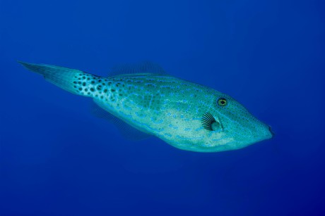 8 Broomtail filefish Stock Pictures, Editorial Images and Stock Photos ...
