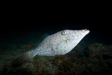 8 Broomtail filefish Stock Pictures, Editorial Images and Stock Photos ...