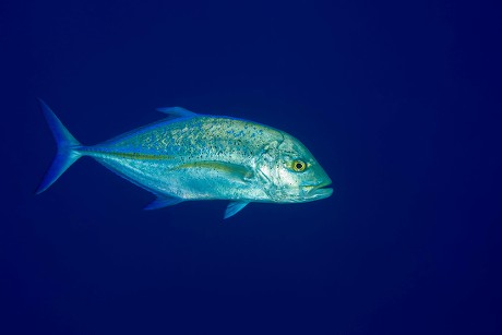 7 Bluefin kingfish Stock Pictures, Editorial Images and Stock Photos ...