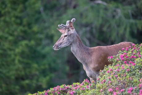 250 Antler velvet Stock Pictures, Editorial Images and Stock Photos ...