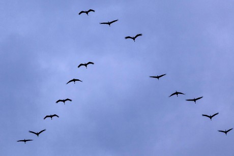 500 Bird formation Stock Pictures, Editorial Images and Stock Photos ...