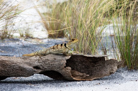 Merrems Madagascar Swift Oplurus Cyclurus On Editorial Stock Photo ...