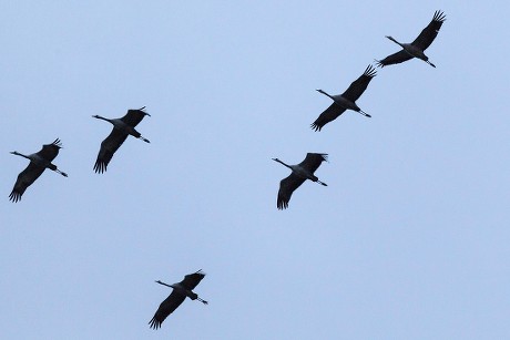 500 Bird formation Stock Pictures, Editorial Images and Stock Photos ...