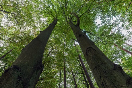 42 Frog's eye view Stock Pictures, Editorial Images and Stock Photos ...
