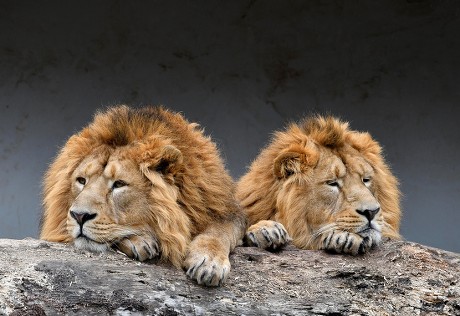 500 Laze Stock Pictures, Editorial Images and Stock Photos | Shutterstock
