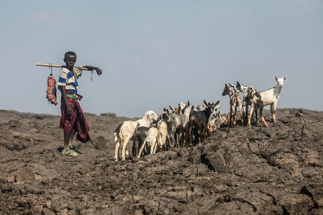 6 Boy herding goats Stock Pictures, Editorial Images and Stock Photos ...