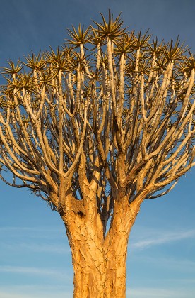 500 Quiver tree Stock Pictures, Editorial Images and Stock Photos ...