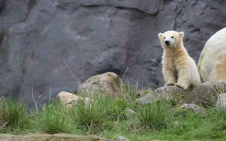 76 Nanook Stock Pictures, Editorial Images and Stock Photos | Shutterstock