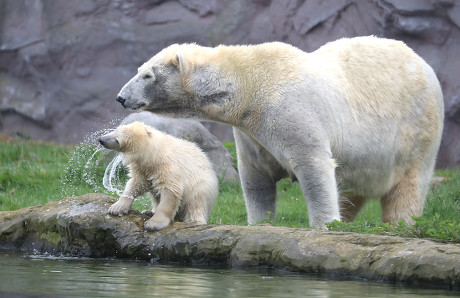 76 Nanook Stock Pictures, Editorial Images and Stock Photos | Shutterstock