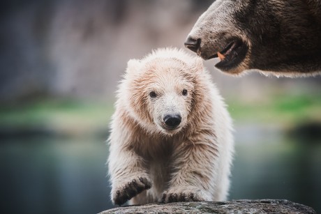 76 Nanook Stock Pictures, Editorial Images and Stock Photos | Shutterstock