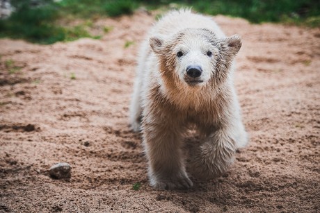 76 Nanook Stock Pictures, Editorial Images and Stock Photos | Shutterstock