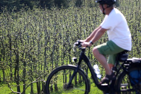 Cyclist Rides His Bike Next Orchard Editorial Stock Photo - Stock Image ...