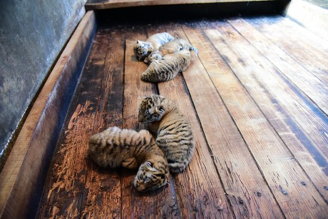 98 Tiger offspring Stock Pictures, Editorial Images and Stock Photos ...
