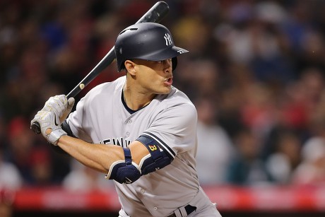 New York Yankees Right Fielder Giancarlo Editorial Stock Photo - Stock ...