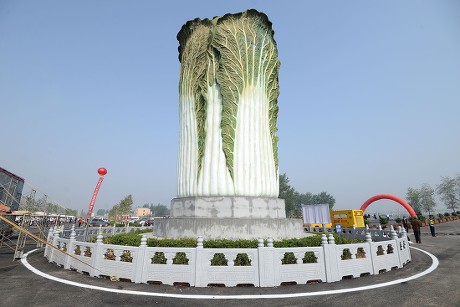 20metertall Sculpture Chinese Cabbage Editorial Stock Photo - Stock ...