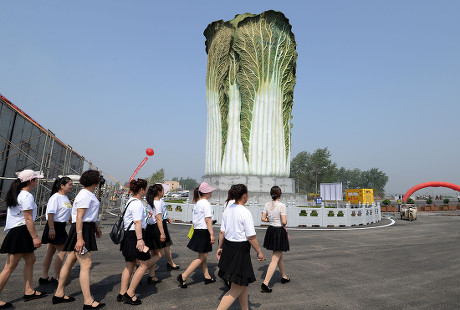 20metertall Sculpture Chinese Cabbage Editorial Stock Photo - Stock ...