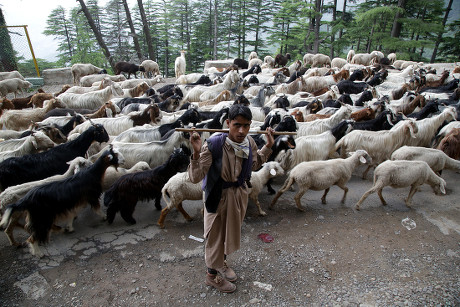 Indian Man Belonging Bakarwal Community Leads Editorial Stock Photo ...