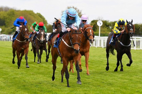 __COUNT__ Afternoon Racing, Horse Racing, Salisbury Racecourse ...