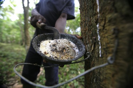Rubber Tapper Works Hevea Plantation Nandjibo Editorial Stock Photo ...
