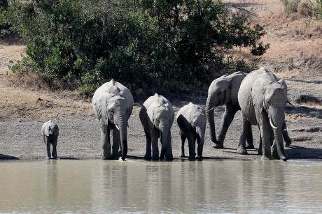Elephants Ol Pejeta Conservancy Kenya Editorial Stock Photo - Stock ...