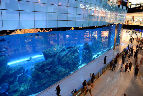 Dubai Mall Aquarium Shark Editorial Stock Photo - Stock Image ...