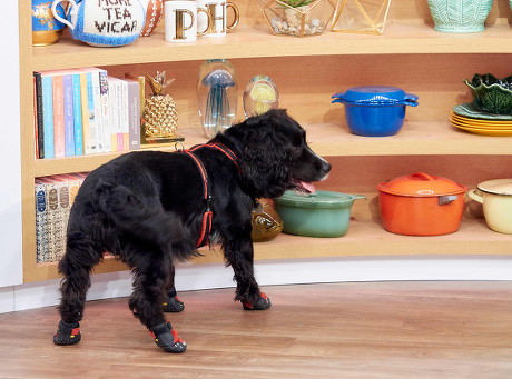Fire Dog Sherlock Editorial Stock Photo - Stock Image | Shutterstock