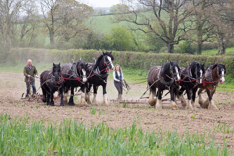 Jonathan Waterer His Daughter Tiggy Harrowing Editorial Stock Photo ...