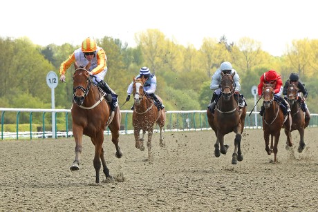 Waneen Purple Ridden By Liam Keniry Editorial Stock Photo - Stock Image ...