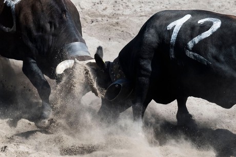 Two Herens Cows Fight During Annual Editorial Stock Photo - Stock Image ...