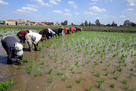 Egyptian Farmers Plant Rice Seedling Egypts Redaktionelles Stockfoto ...