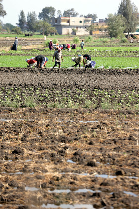 Egyptian Farmers Plant Rice Seedling Egypts Redaktionelles Stockfoto ...