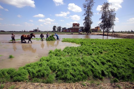 Rice planting in Egypt, Kafr Al-Sheikh - 07 May 2018 Stock Pictures ...