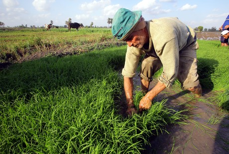 Rice planting in Egypt, Kafr Al-Sheikh - 07 May 2018 Stock Pictures ...