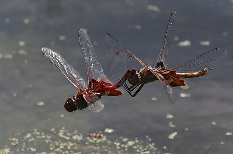 Two Large Dragonflies Mate They Fly Editorial Stock Photo - Stock Image ...