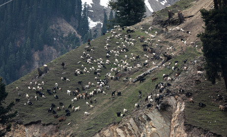 Nomadic families of the Bakarwal community, Srinagar, India - 07 Aug ...