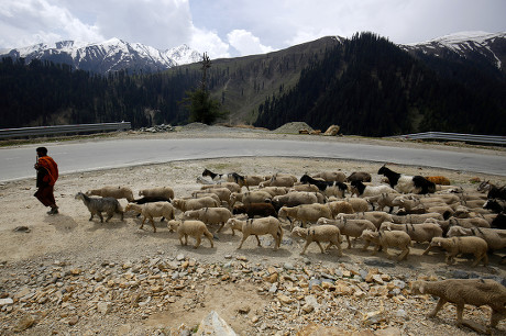 Members Nomadic Bakerwal Community Their Flock Editorial Stock Photo ...