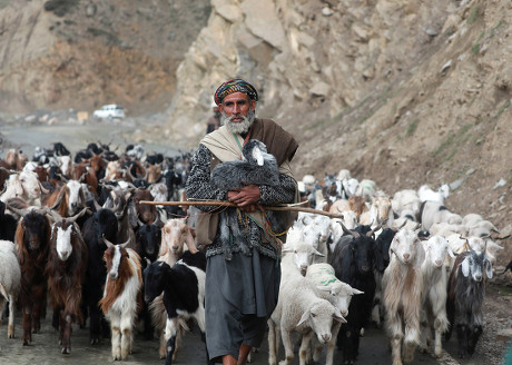 Members Nomadic Bakerwal Community Their Flock Editorial Stock Photo ...