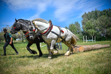 Draft Horses Drag Timber Logs During Editorial Stock Photo - Stock ...