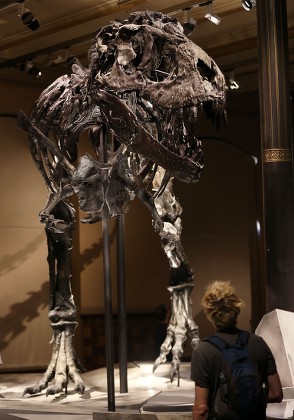 Visitor Looks Tyrannosaurus Rex Trex Skeleton Editorial Stock Photo ...