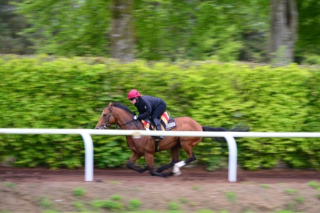 Ballydoyle Stables Investec Epsom Derby Morning Editorial Stock Photo ...