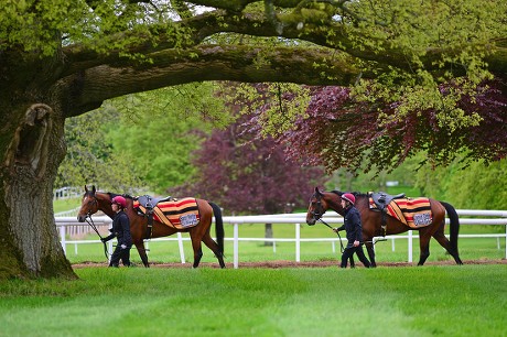 Ballydoyle Stables Investec Epsom Derby Morning Editorial Stock Photo ...