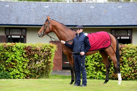 Ballydoyle Stables Investec Epsom Derby Morning Editorial Stock Photo ...