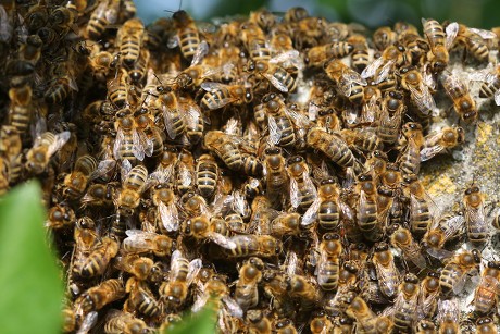 View Bees During Mating Beehive Jankow Editorial Stock Photo - Stock ...