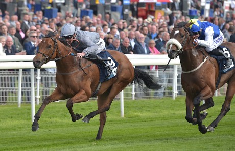 L Main Desire Daniel Tudhope Wins Editorial Stock Photo - Stock Image ...