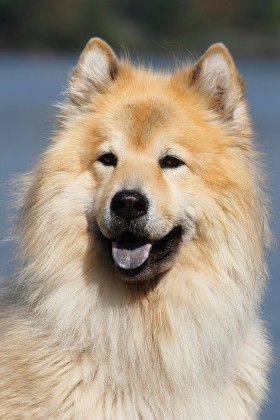 500 Pokes tongue out Stock Pictures, Editorial Images and Stock Photos ...